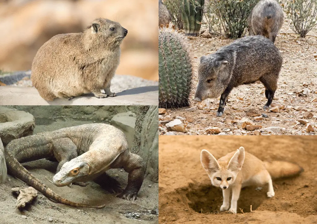 Desierto: ¿Qué Es?, Características Y Todo Lo Que Debes Saber