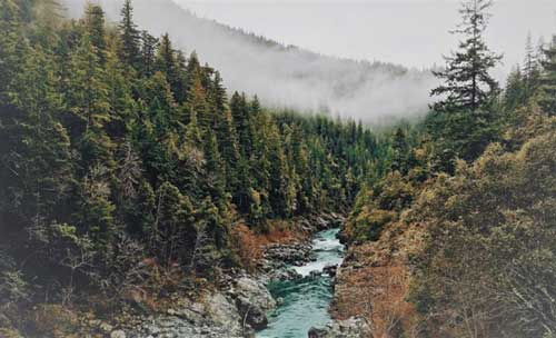 Coníferas ¿Qué Son?, Características, Tipos Y Mucho Más.